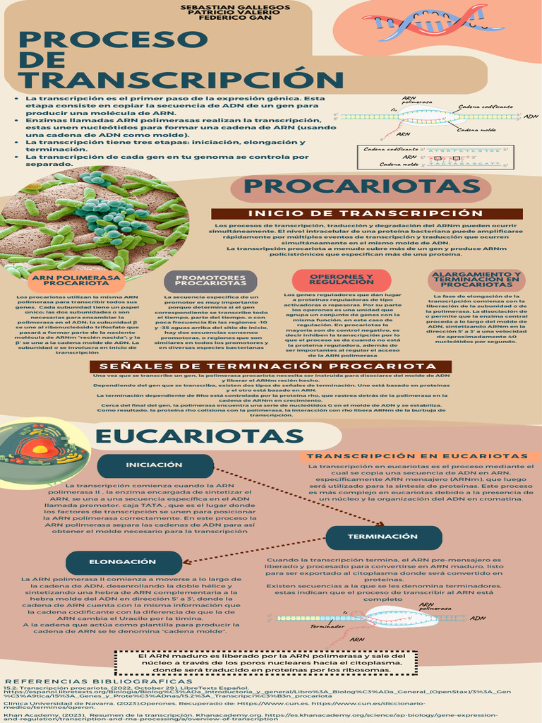 Proceso de Transcripcion PDF | PDF | Rna | Adn