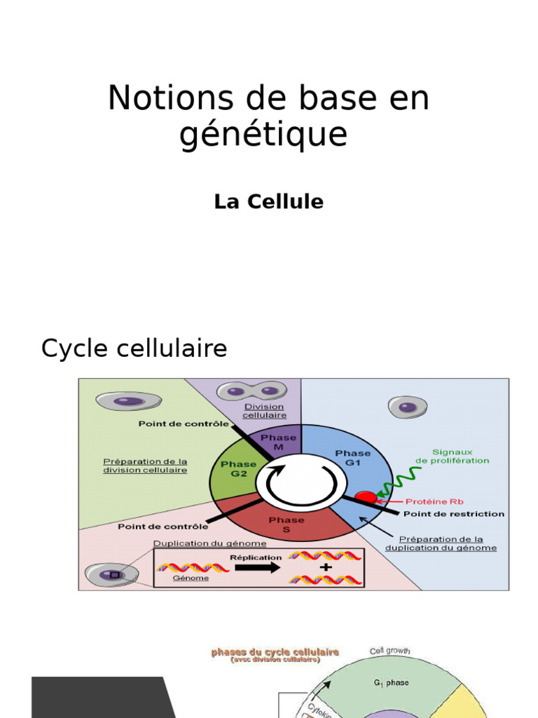 Notions de Base en Génétique 1 | PDF | Cellule (Biologie) | Noyau (biologie)