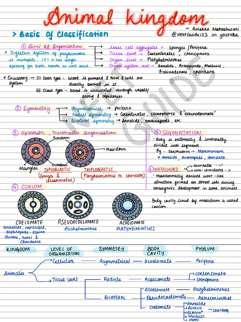 Class 11 Animal Kingdom | PDF