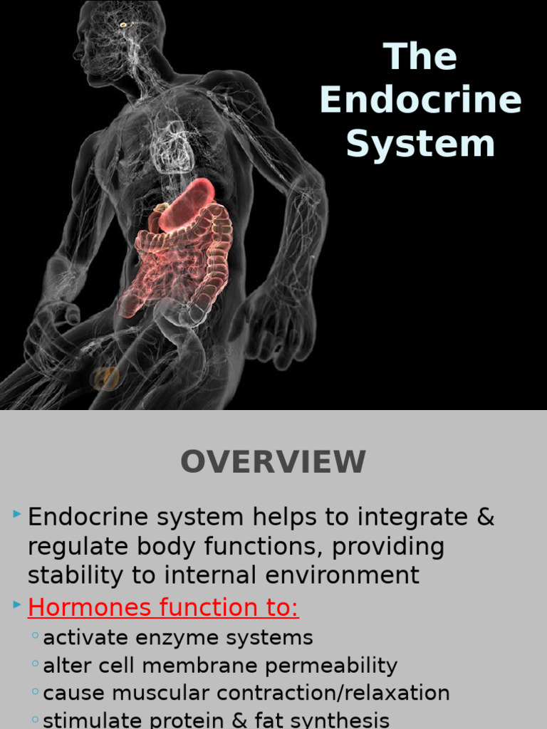 The Endocrine System Part 1 3 | PDF | Hormone | Endocrine System