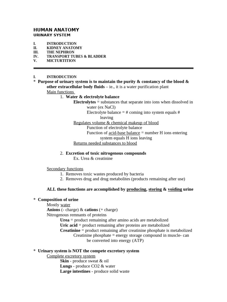 Kidney Functions in Blood Regulation | PDF | Kidney | Anatomy
