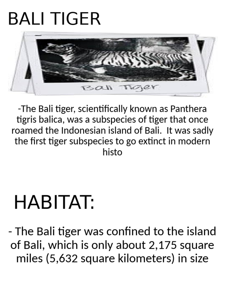 Bali Tiger: Extinction Overview | PDF