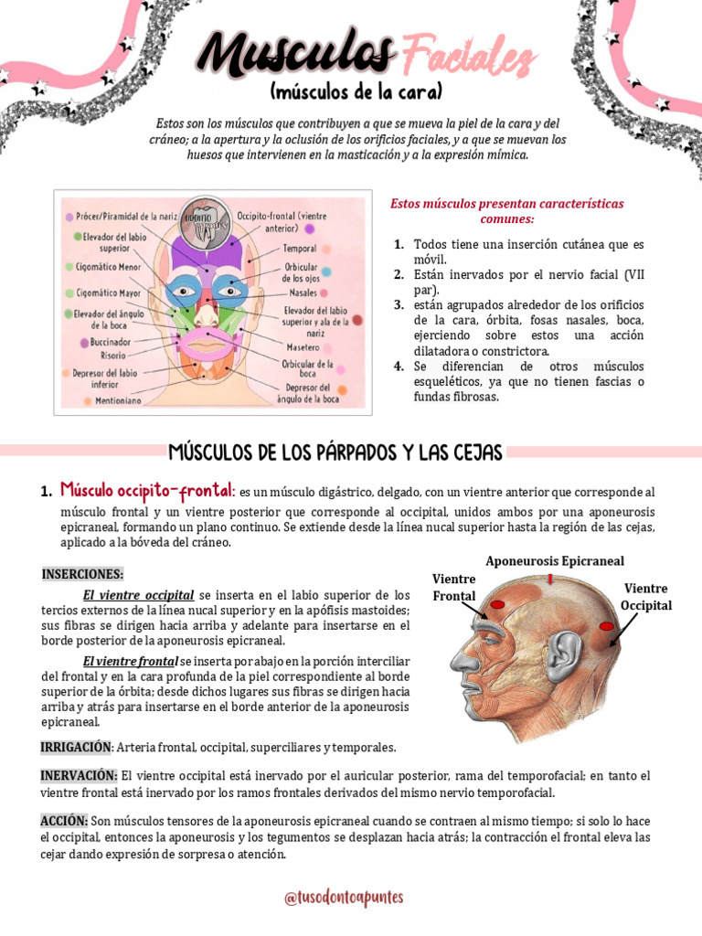 Músculos cutáneos de la cara | PDF | Nariz humana | Anatomía humana