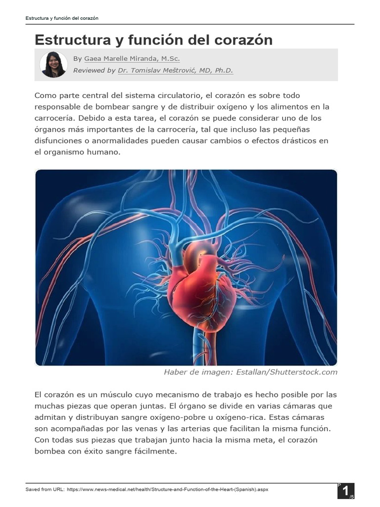 Estructura y Funcion Del Corazon | PDF | Corazón | Artería