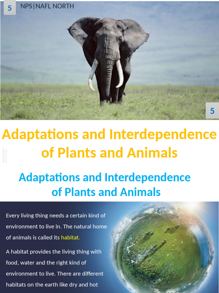 Grade 5-Adaptations and Interdependence of Plants and Animals | PDF ...