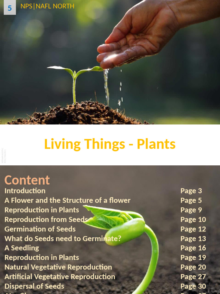 Plant Life Cycle for Grade 5 | PDF | Flowers | Seed
