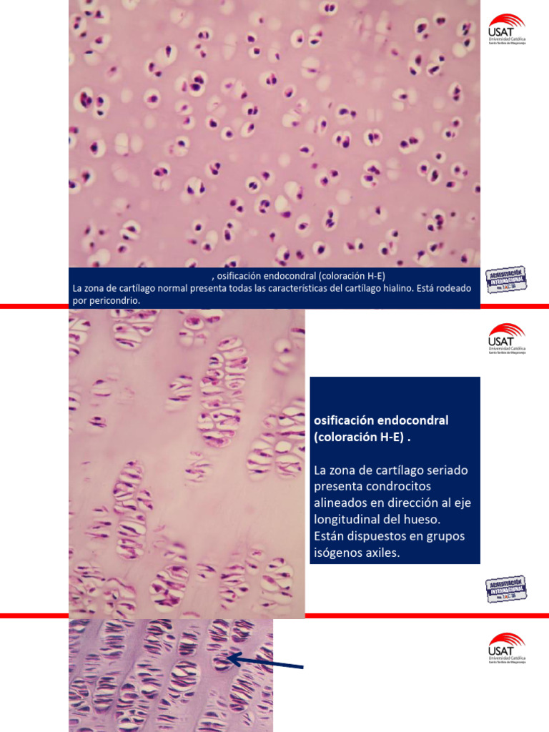 Clase 2-2 | PDF | Cartílago | Articulación