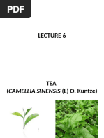 DIBELS 8th Edition Maze Benchmark | PDF