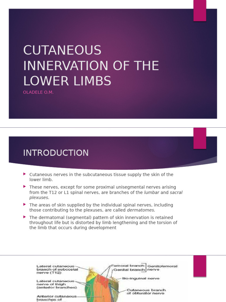 Cutaneous Innervation of The Lower Limbs | PDF | Human Leg | Limbs ...