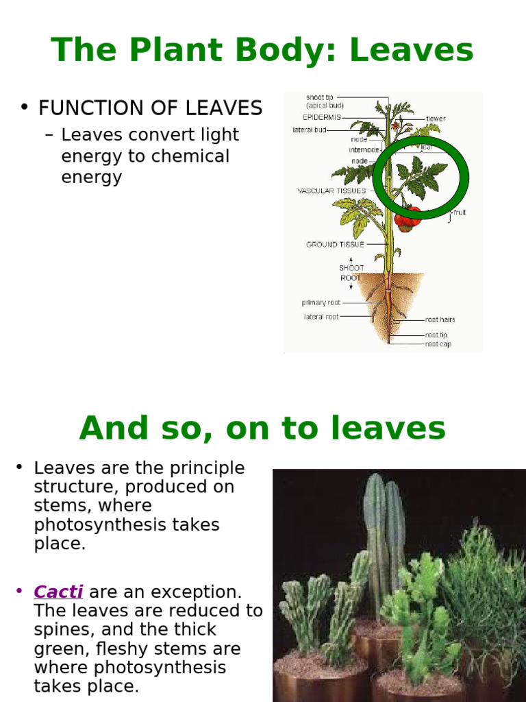Leaf Structure | PDF