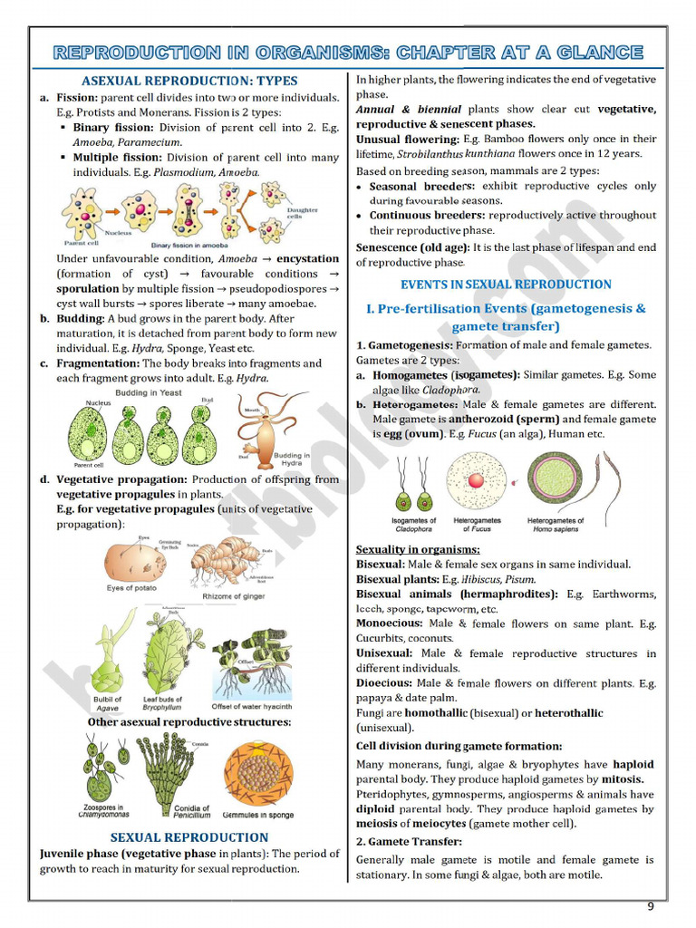 1 Reproduction in Organisms - Capsule Notes | PDF