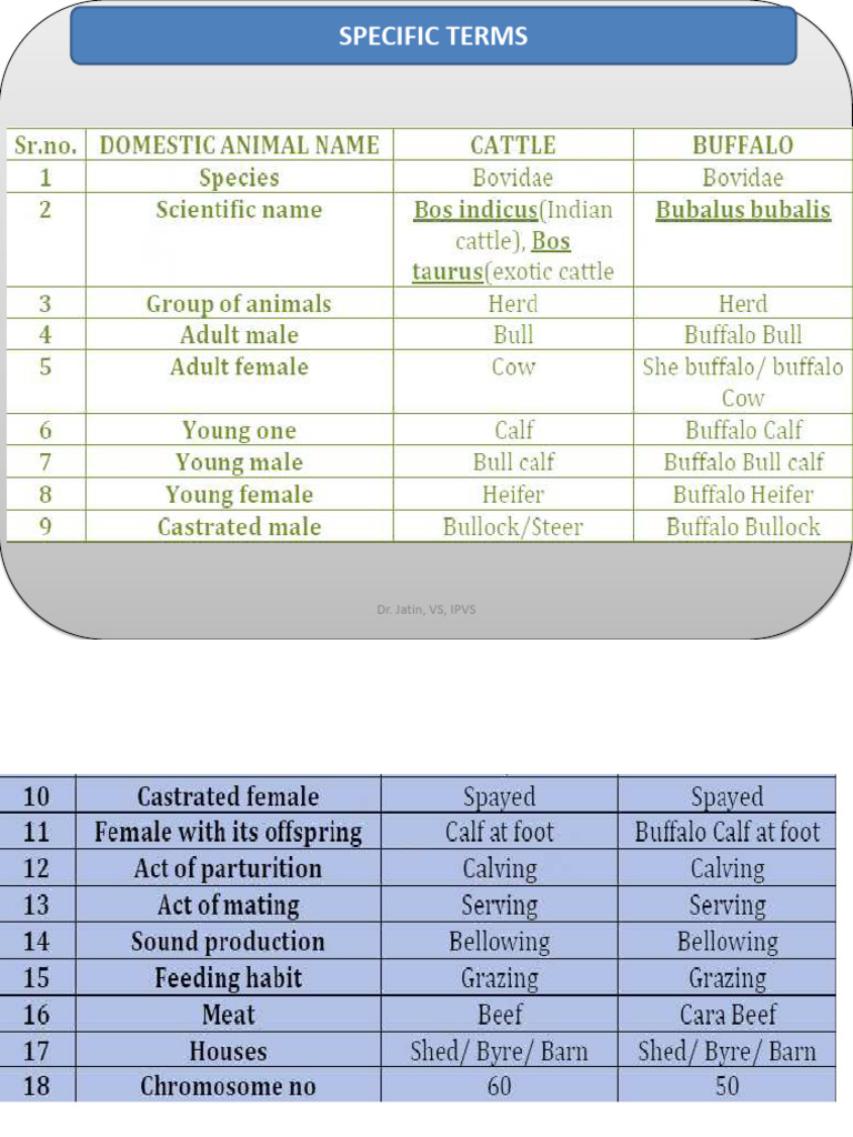 08 Lecture 2 Livestock Specific Terms | PDF