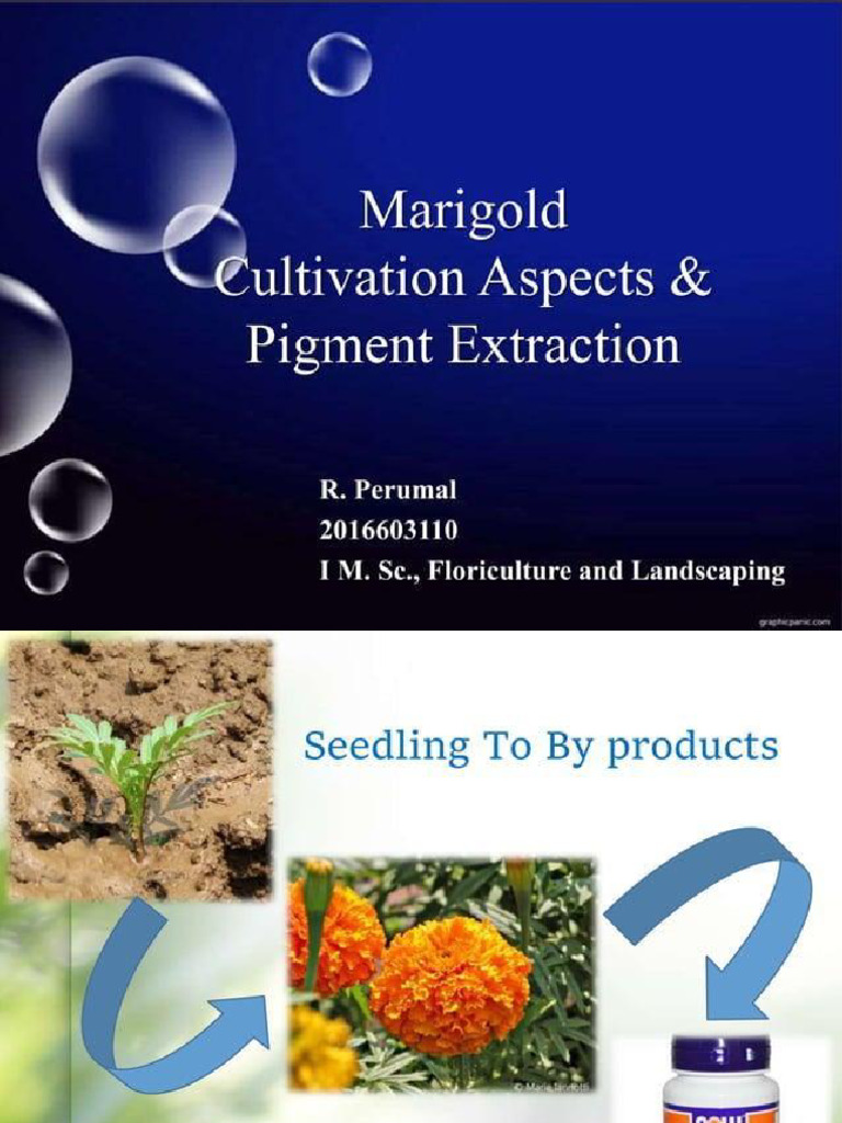 Marigold | PDF