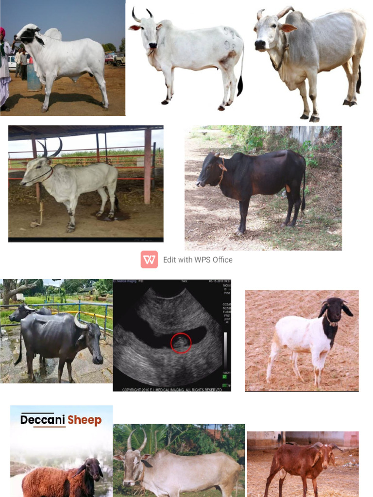 Breeds | PDF