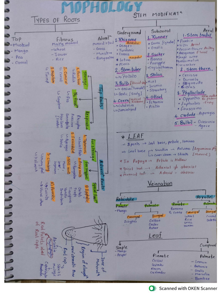 MORPHOLOGY Notes | PDF