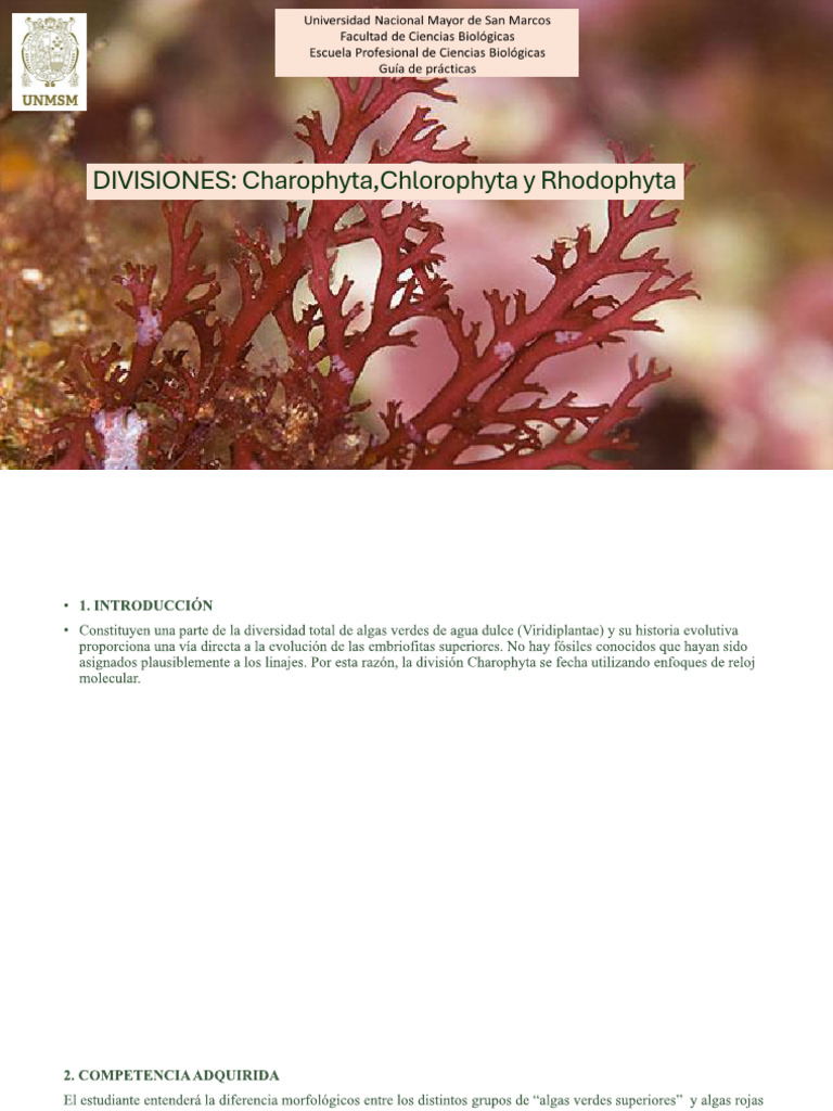 Semana 9 Chlorophyta Charophyta y Rhodophyta | PDF | Organismos | Eucariotas