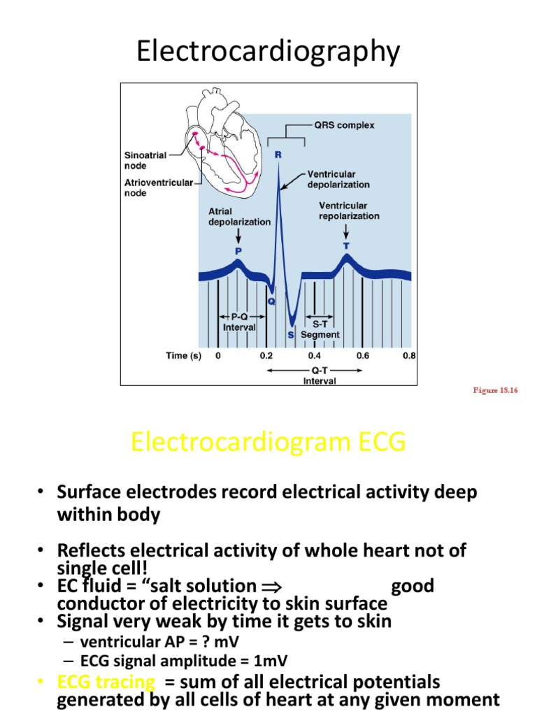 ECG1 | PDF | Electrocardiography | Heart Valve