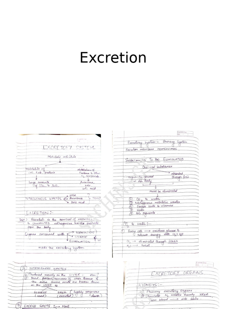 Excretion | PDF
