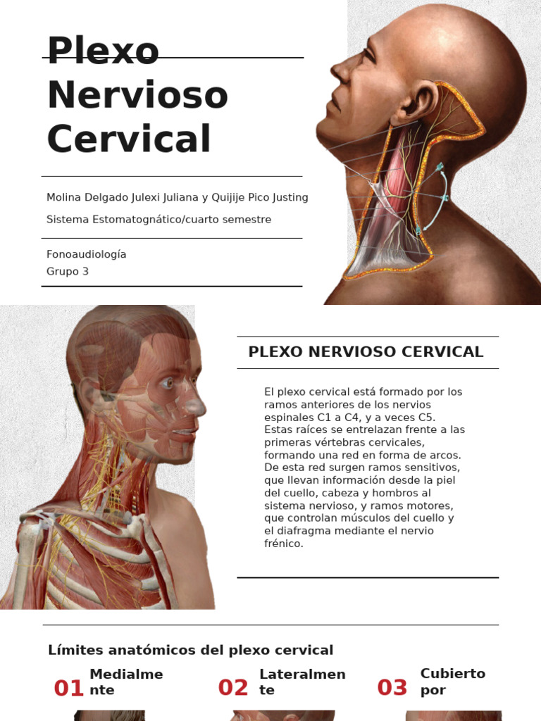 Anatomía y Funciones del Plexo Cervical | PDF | Nervio | Cabeza y ...