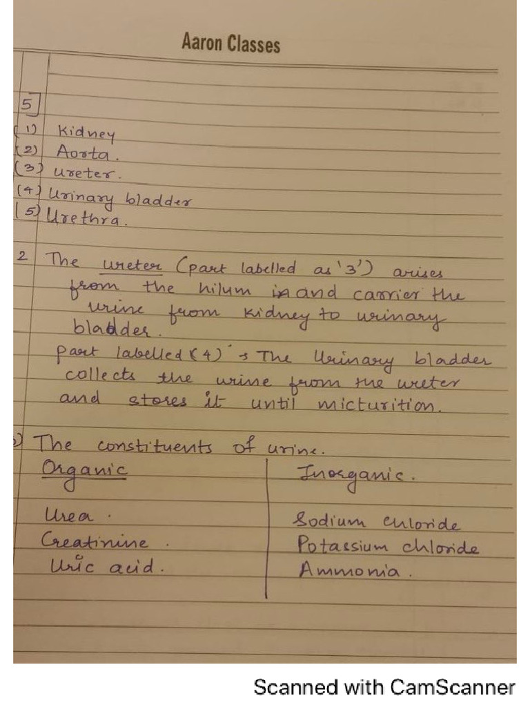 Excretory System Answer Key | PDF