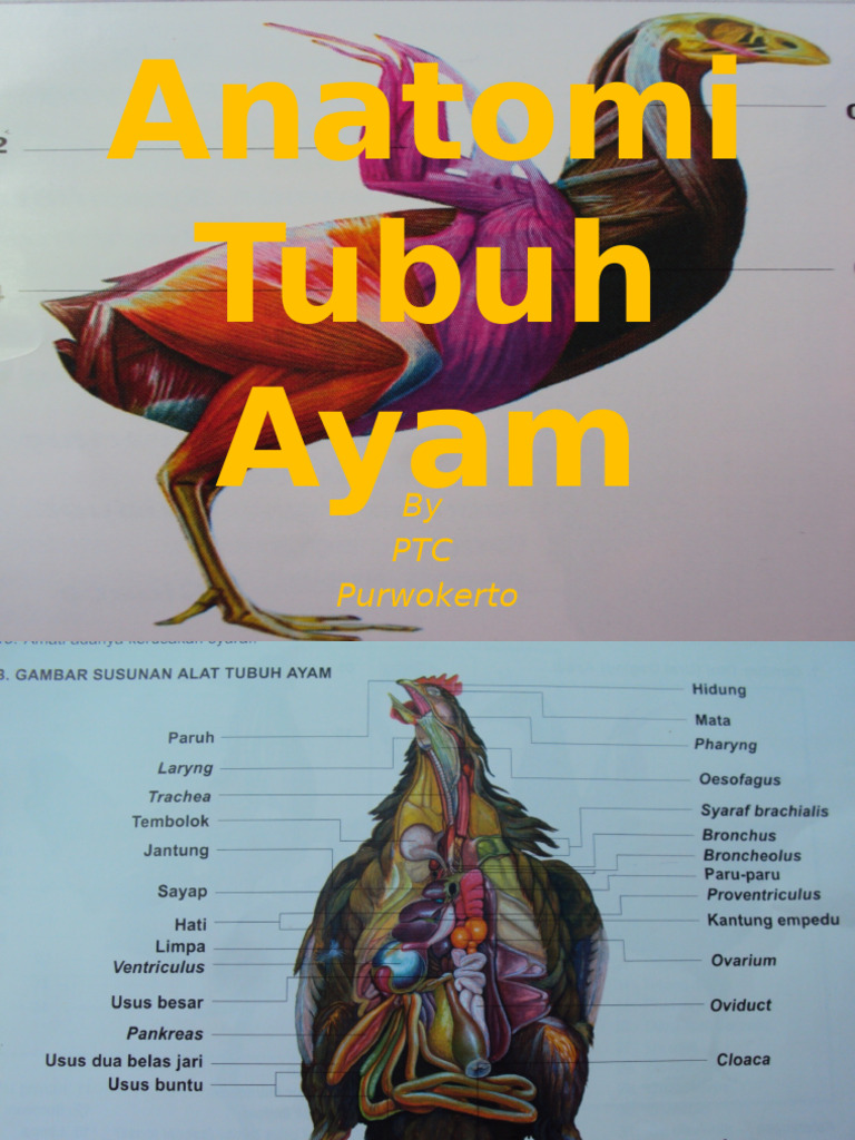 Antomi Tubuh Ayam | PDF
