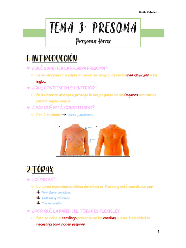 TEMA 3.1. Presoma-Tórax | PDF