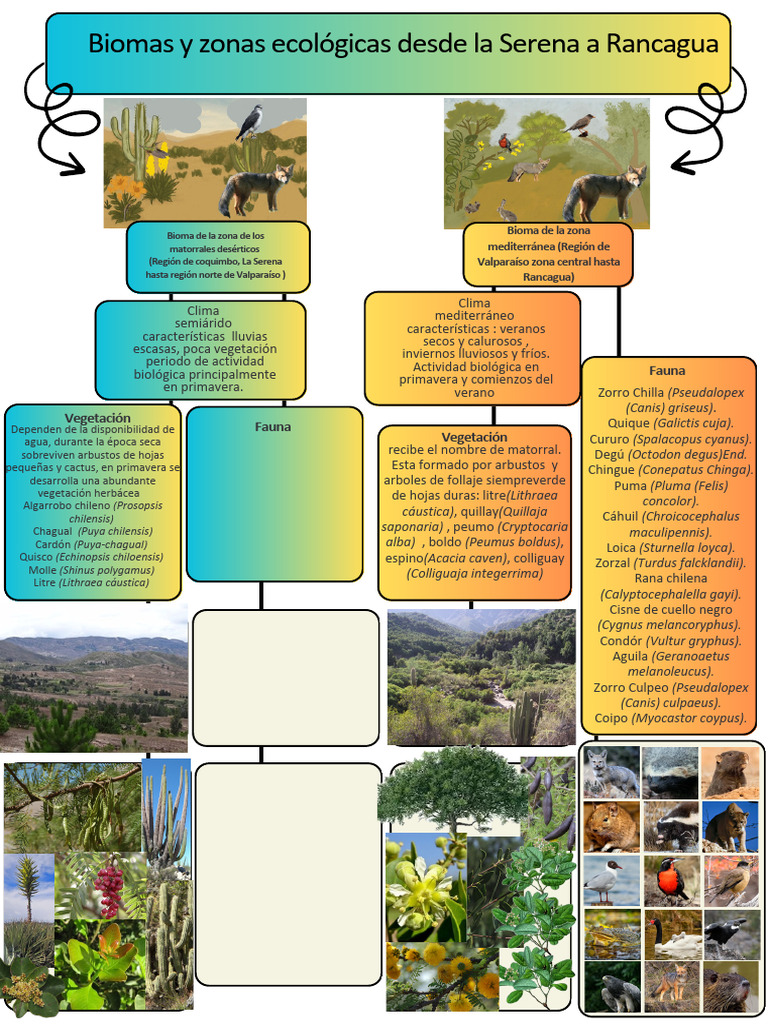 Documento A4 Mapa Conceptual Creativo Colorido.pdf | PDF