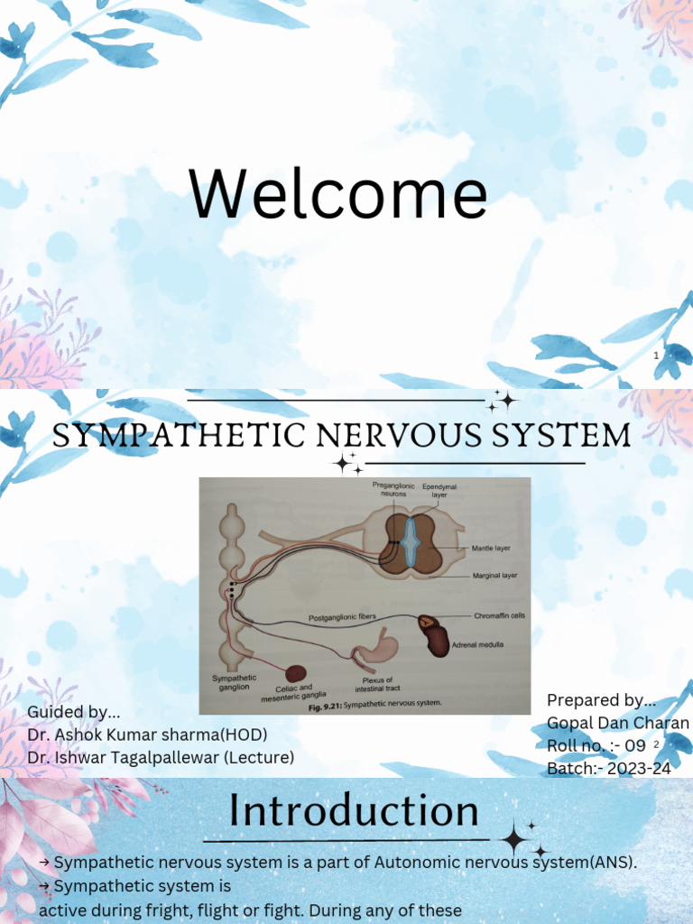 Overview of Sympathetic Nervous System | PDF | Neuroanatomy | Human Anatomy