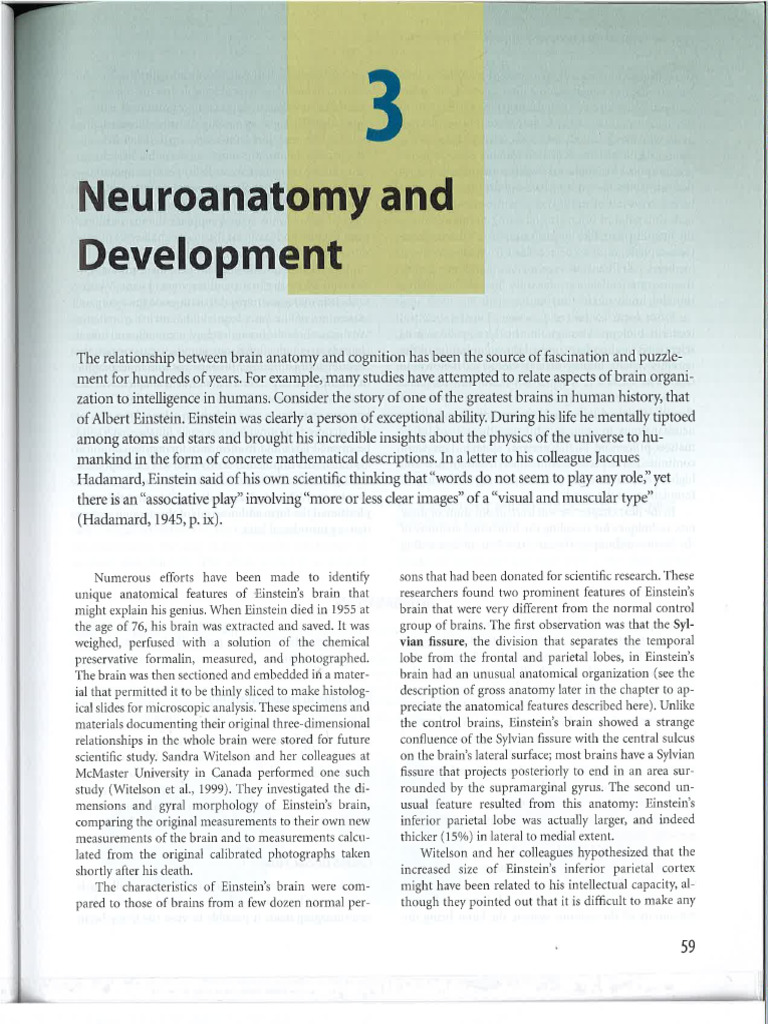 Cap3 - Neuroanatomyand Development | PDF