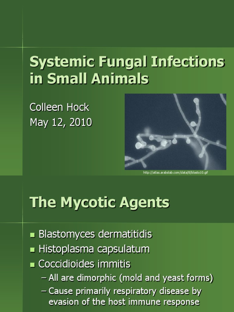 Systemic Fungal Infections | PDF | Epidemiology | Immunology