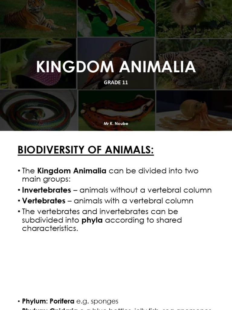Kingdom Animalia | PDF | Zoology | Anatomy