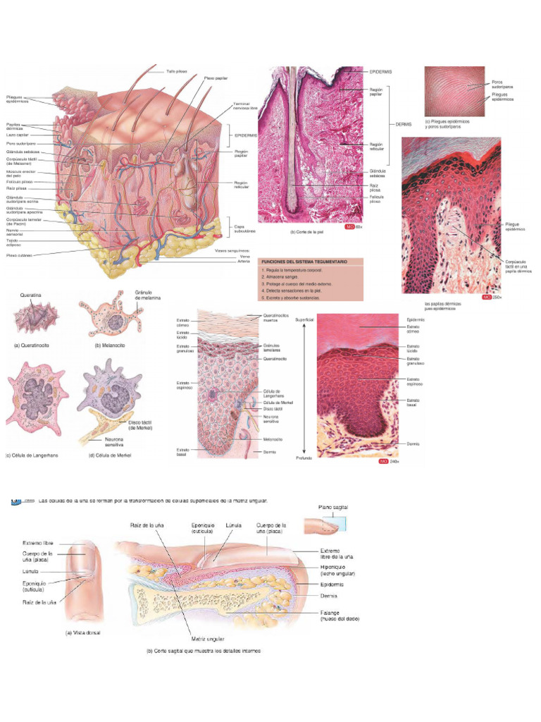 Esquemas Anatomia | PDF