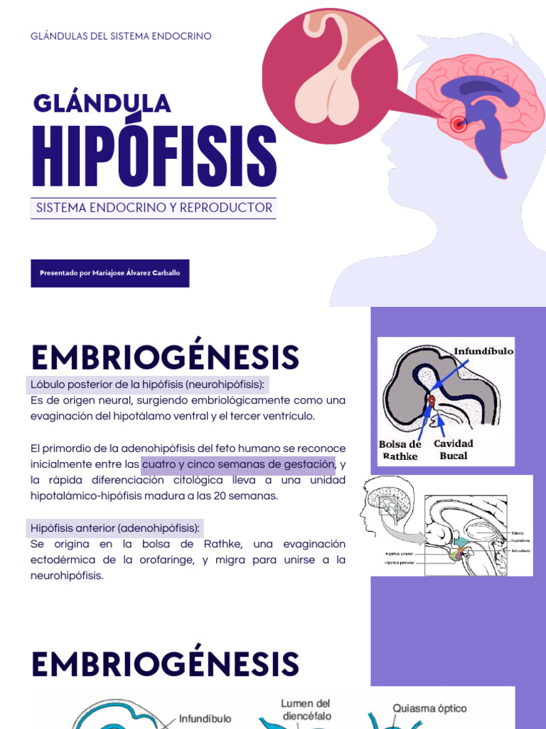Anatomía y Función de la Hipófisis | PDF | Glándula pituitaria ...