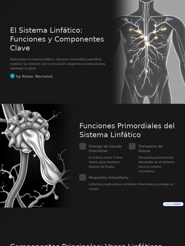 El Sistema Linfatico Funciones y Componentes Clave | PDF | Sistema ...