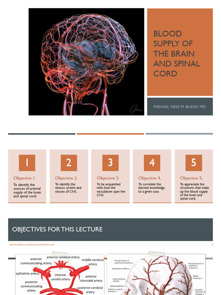Blood Supply of Brain and Spinal Cord | PDF | Vein | Spinal Cord