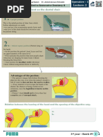 Dental Chair Positioning Guide | PDF | Chair | Dentistry