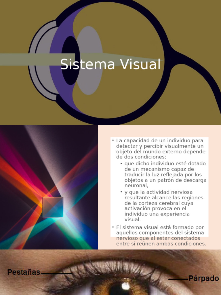 Funcionamiento del Sistema Visual Humano | PDF | Percepción visual ...