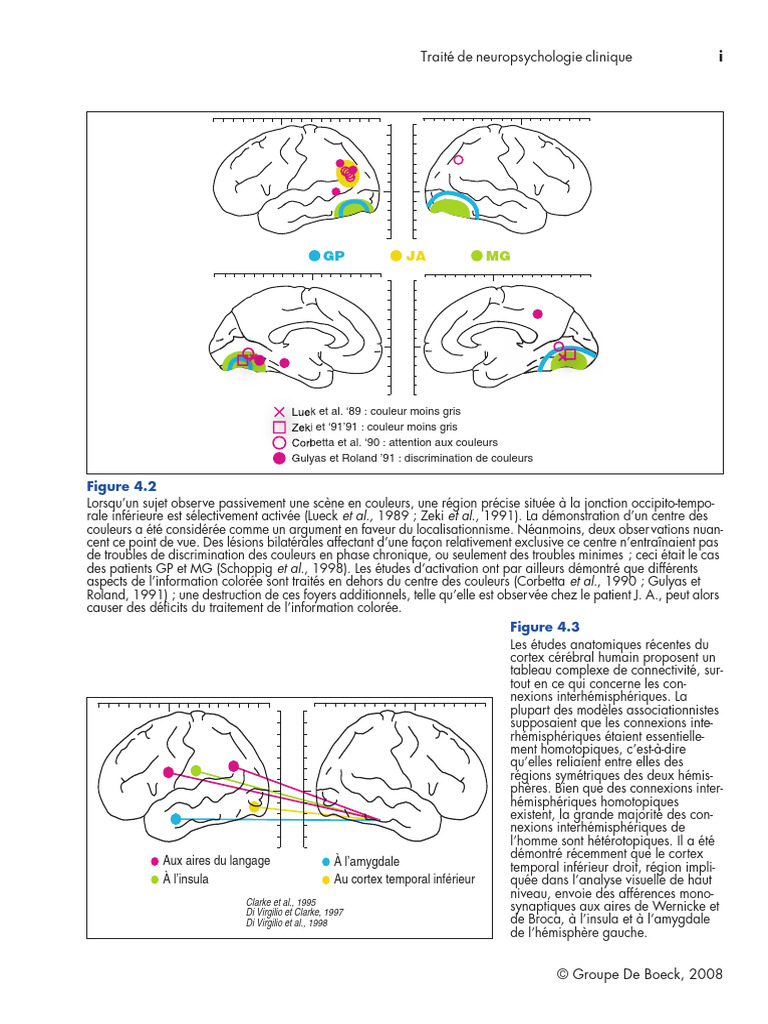 Circonvolution frontale ascendante et cognition | PDF | Circonvolution ...
