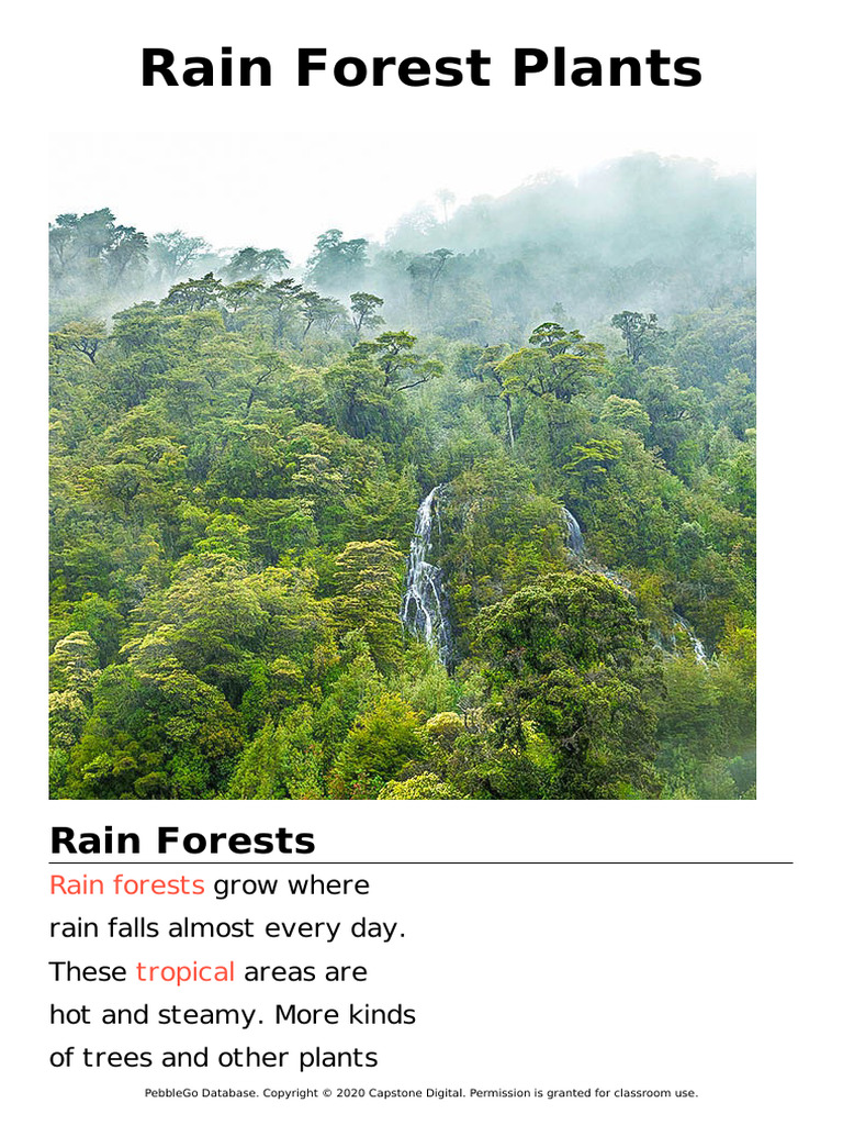Rain Forest Plants | PDF