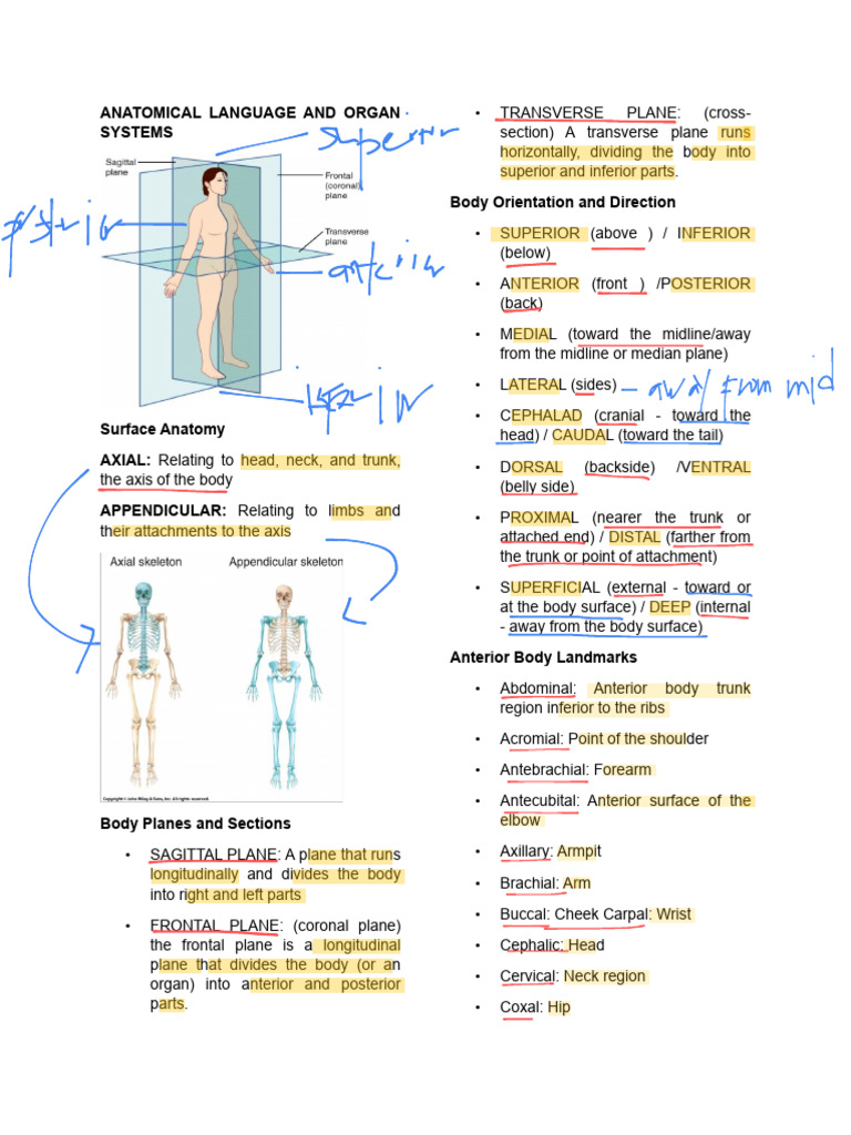 1 Anatomical Language and Organ Systems | PDF | Human Body | Anatomical ...