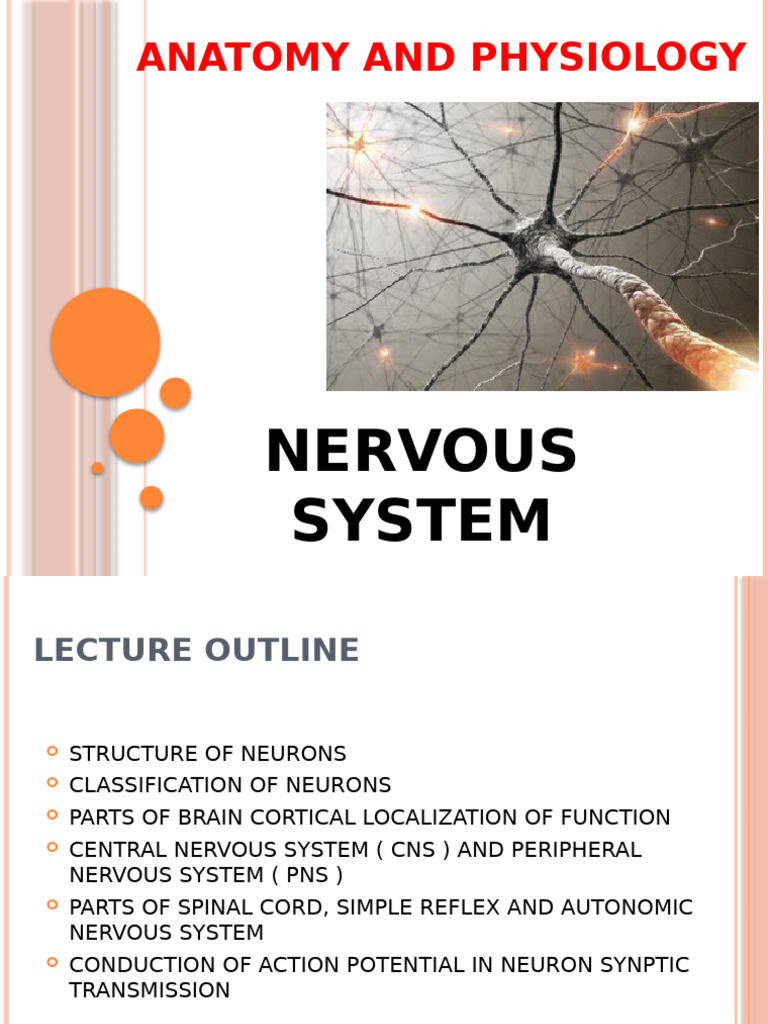 Unit 2 - Nervous System | PDF | Chemical Synapse | Autonomic Nervous System
