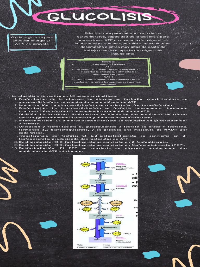 Glucólisis: Proceso y Producción de ATP | PDF