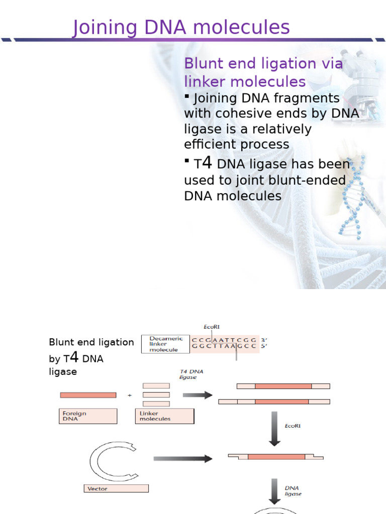Lesson - 40 - Blunt End Ligation Via Linker Molecules | PDF