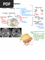 Kitty Magic | PDF | Anesthesia | Surgery