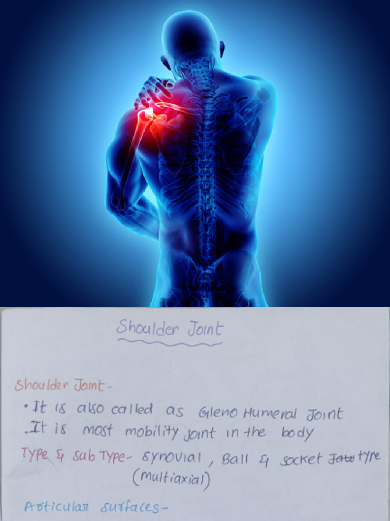 Shoulder Joint Anatomy and Movements | PDF | Anatomical Terms Of Motion ...