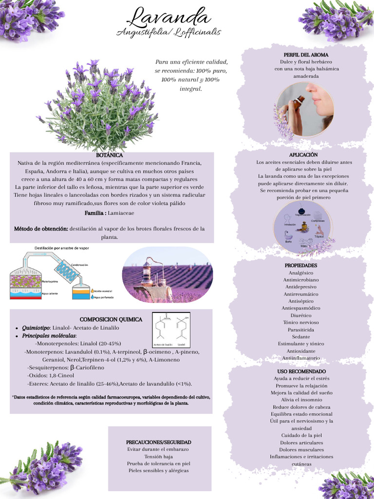 Lavanda Angustifolia (2) - Resized | PDF | Lavandula