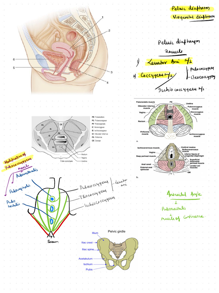 Anat (Pelvis Perineum) by DR Azm | PDF