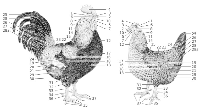Rooster and Hen (External Characteristics) | PDF