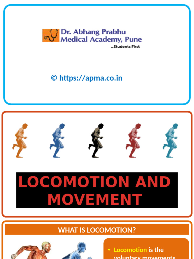 Understanding Human Locomotion and Muscles | PDF | Muscle Contraction ...