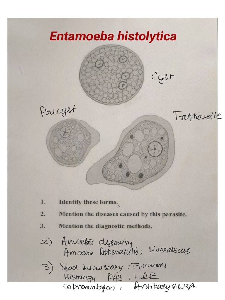 Common Intestinal Parasites Overview | PDF